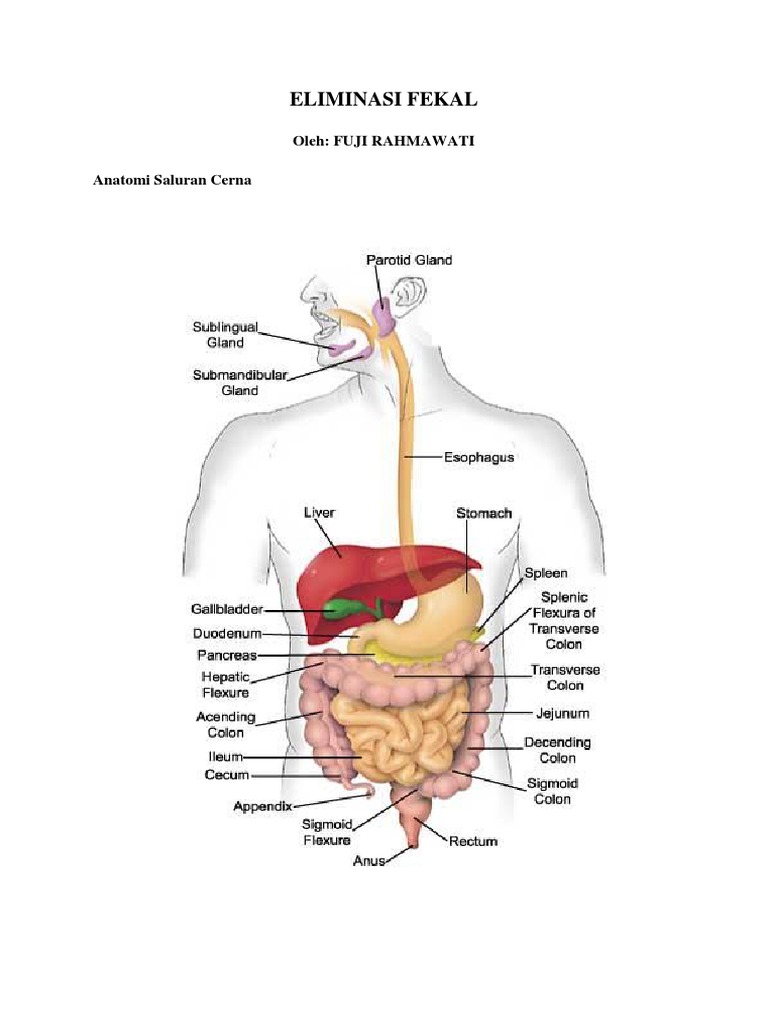 Eliminasi Fekal | PDF