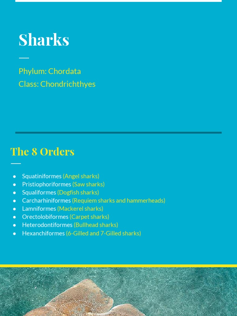 Sharks | PDF