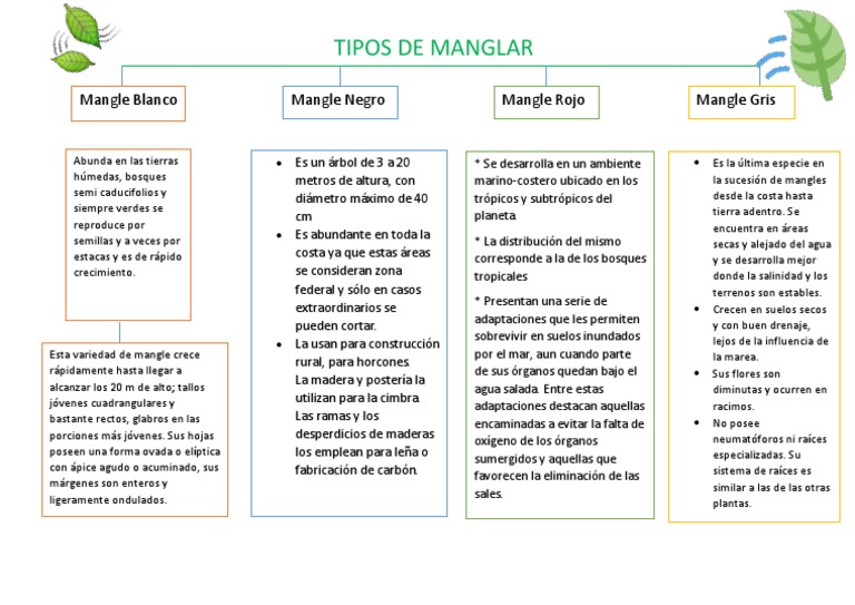 Tipos de Manglar 2 | PDF | Mangle | Hoja