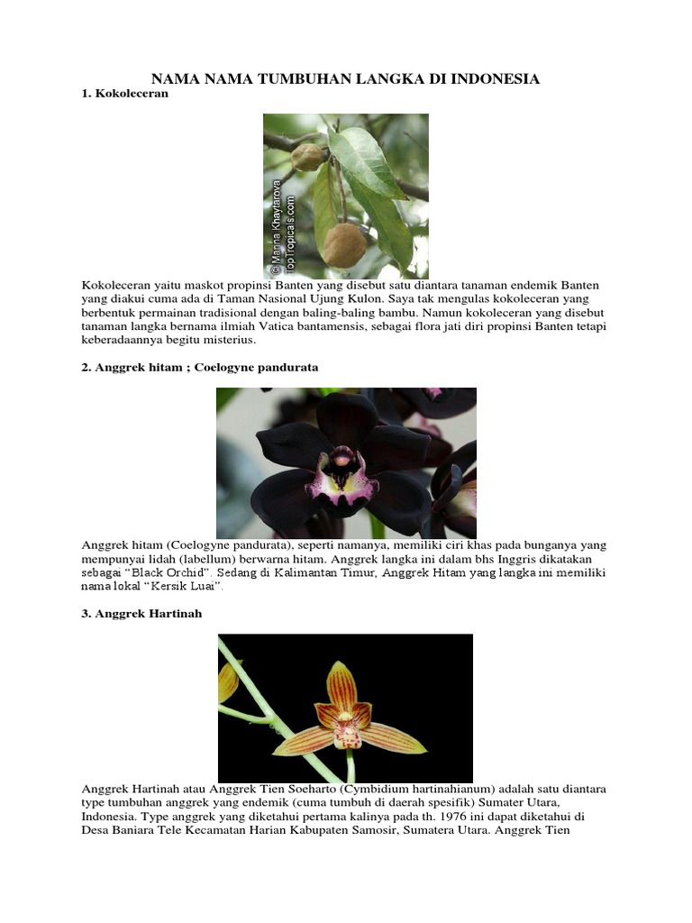 Print Besoktumbuhan | PDF