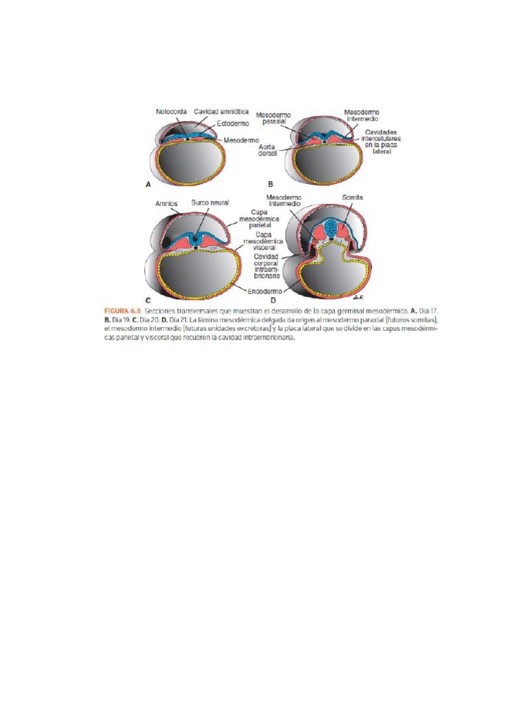 Derivados de Las Capas Germinativas o Hojas Embrionarias | PDF ...