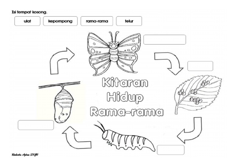 Kitaran Hidup Rama-Rama | PDF