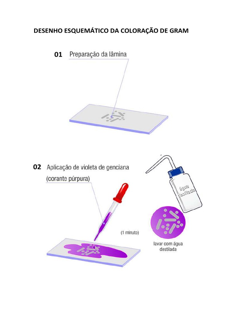 Coloração de Gram PDF | PDF