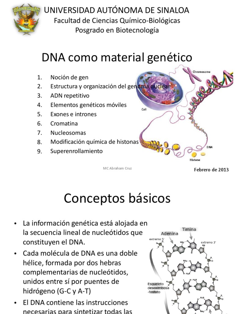 ADN Como Material Genético | PDF | Messenger Rna | Adn