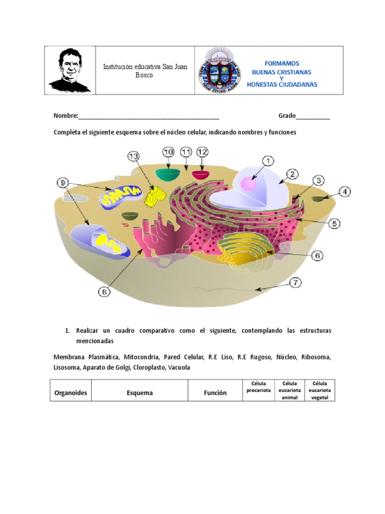 Actividades de La Celula | PDF