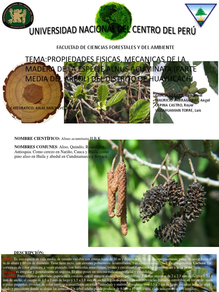 Propiedades físicas y mecánicas de la madera de aliso (Alnus acuminata ...