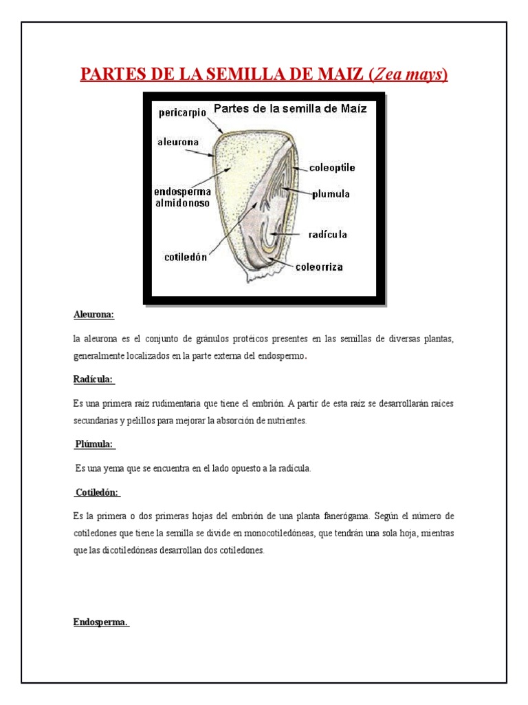 Partes de La Semilla de Maiz | PDF | Semilla | Raíz