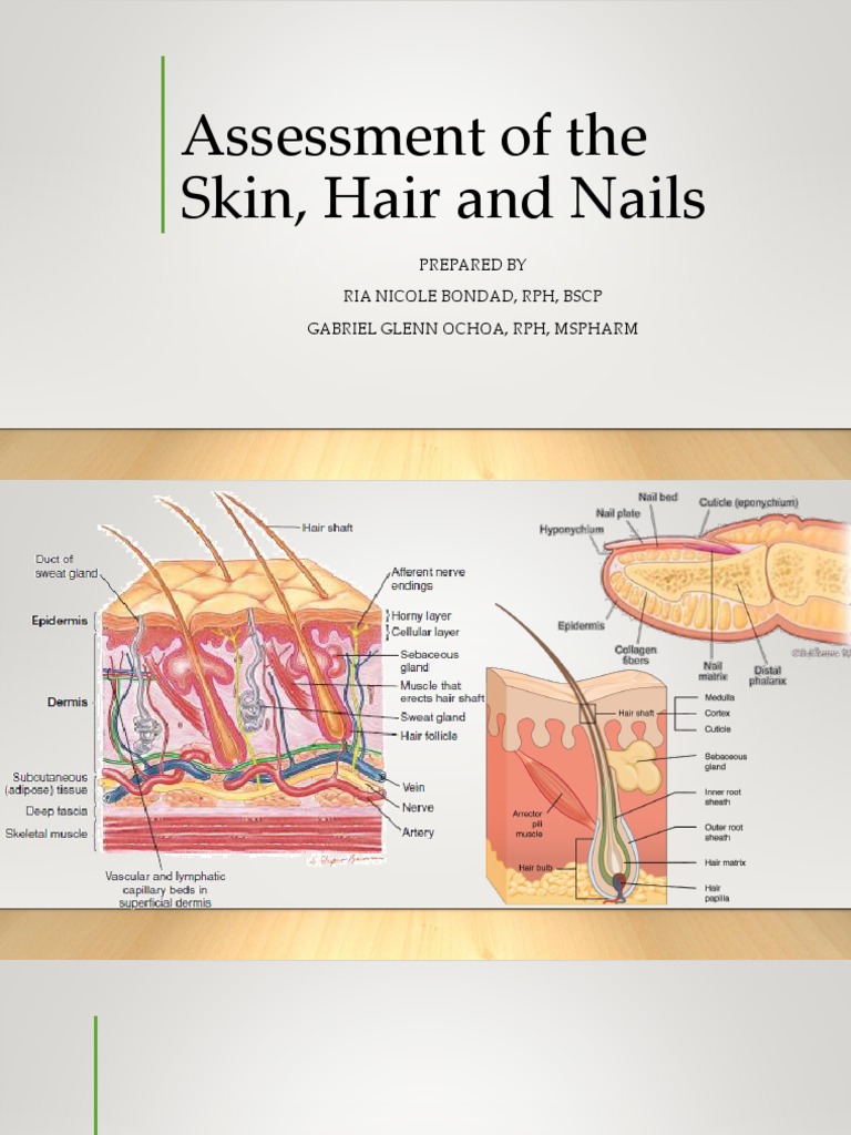 Assessment of the Skin, Hair and Nails