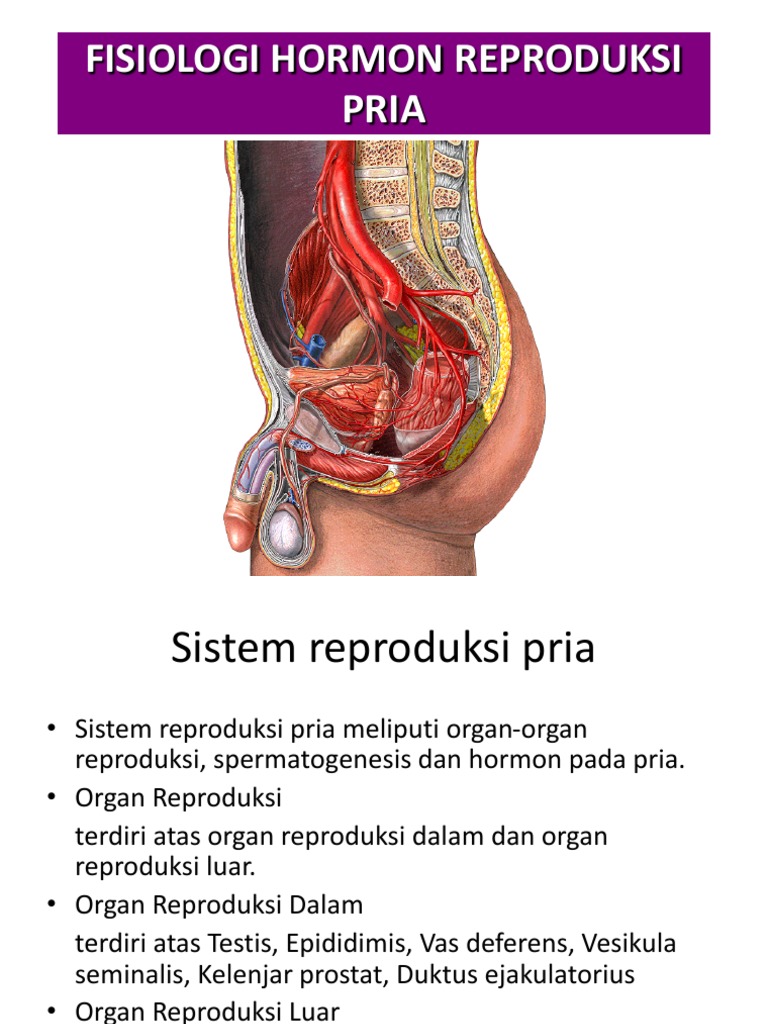 Fisiologi Hormon Reproduksi Pria | PDF