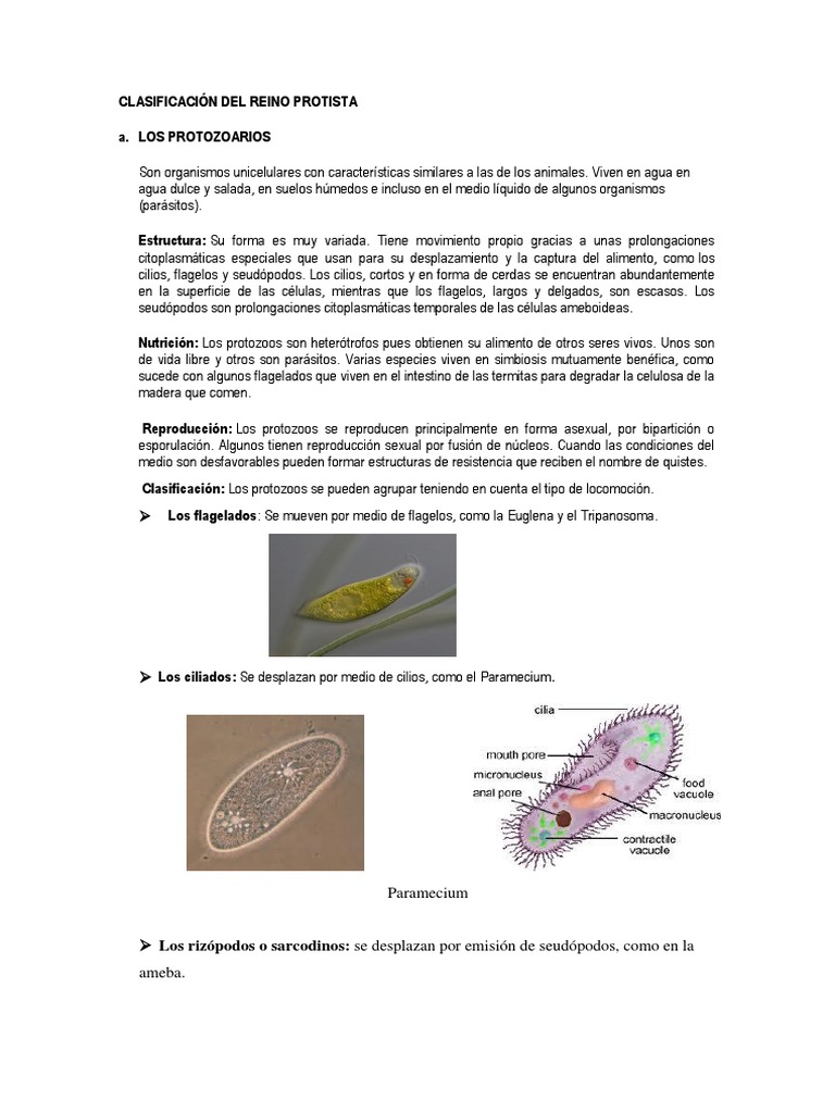 Reino Protista Ameba O Reino Protista