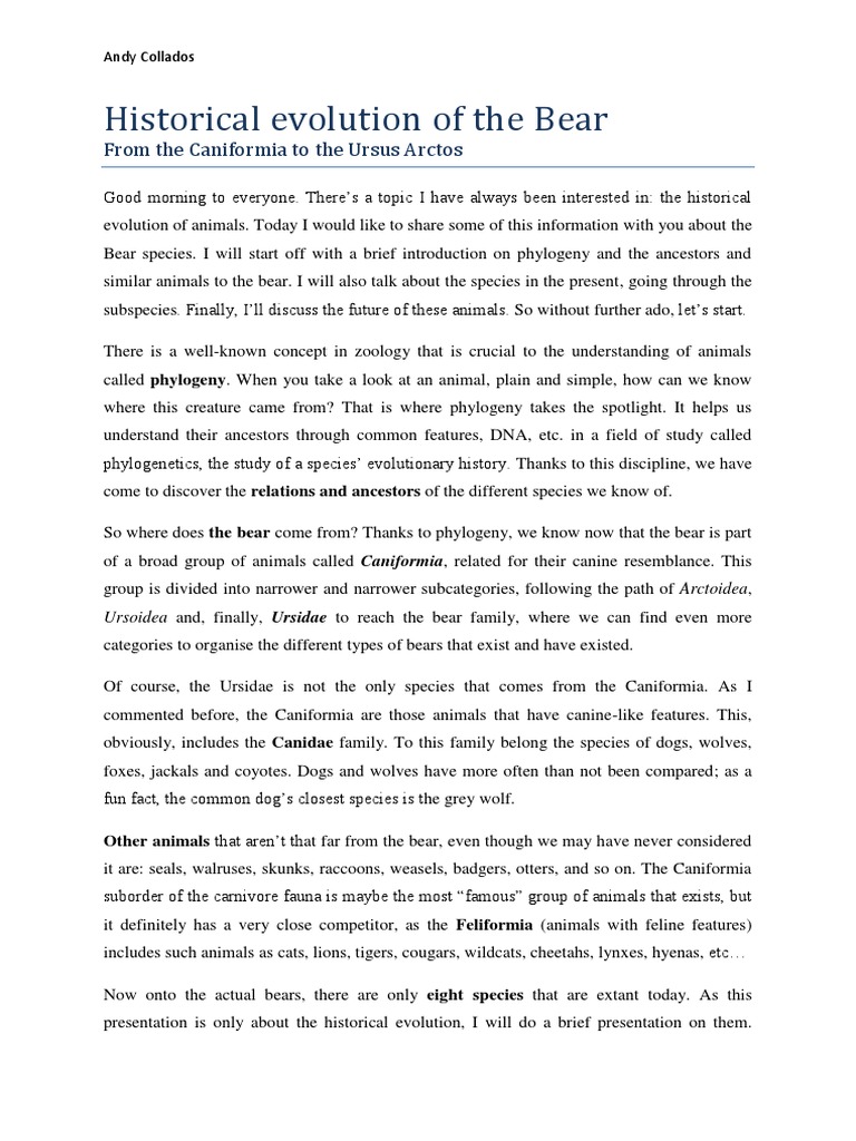 Historical Evolution of The Bear | PDF | Bears | Carnivorous Animals