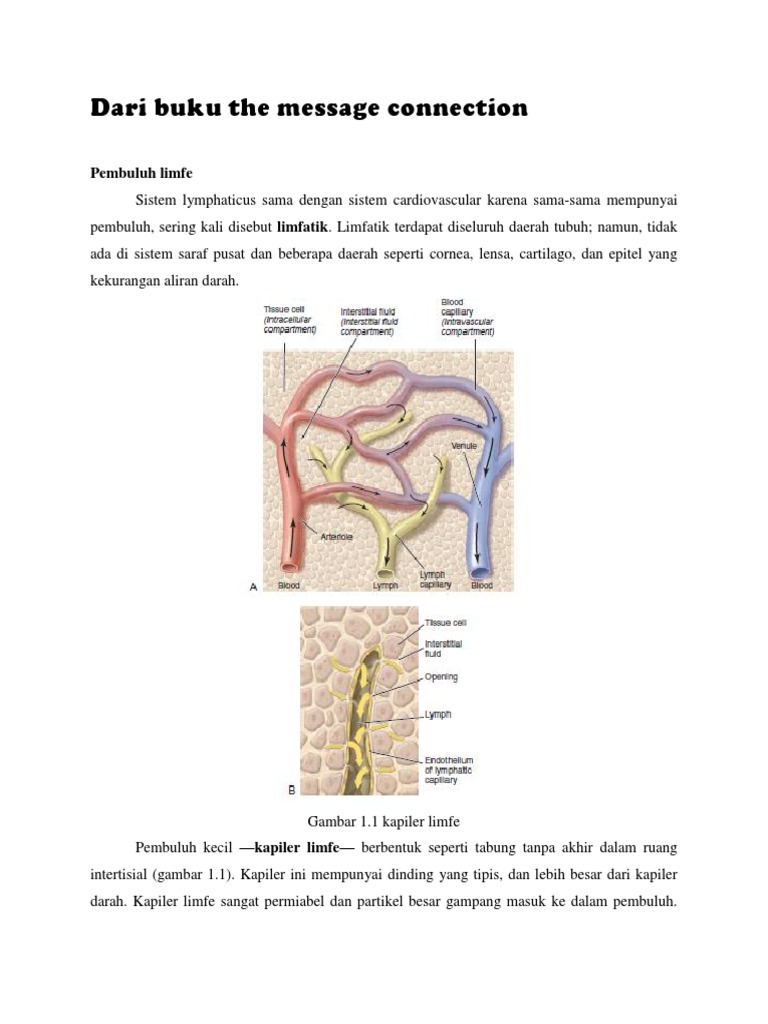 Anatomi Pembuluh Limfe | PDF