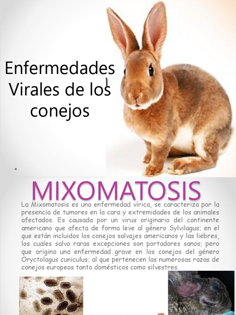 Enfermedades virales de los conejos: una revisión de la mixomatosis, la ...
