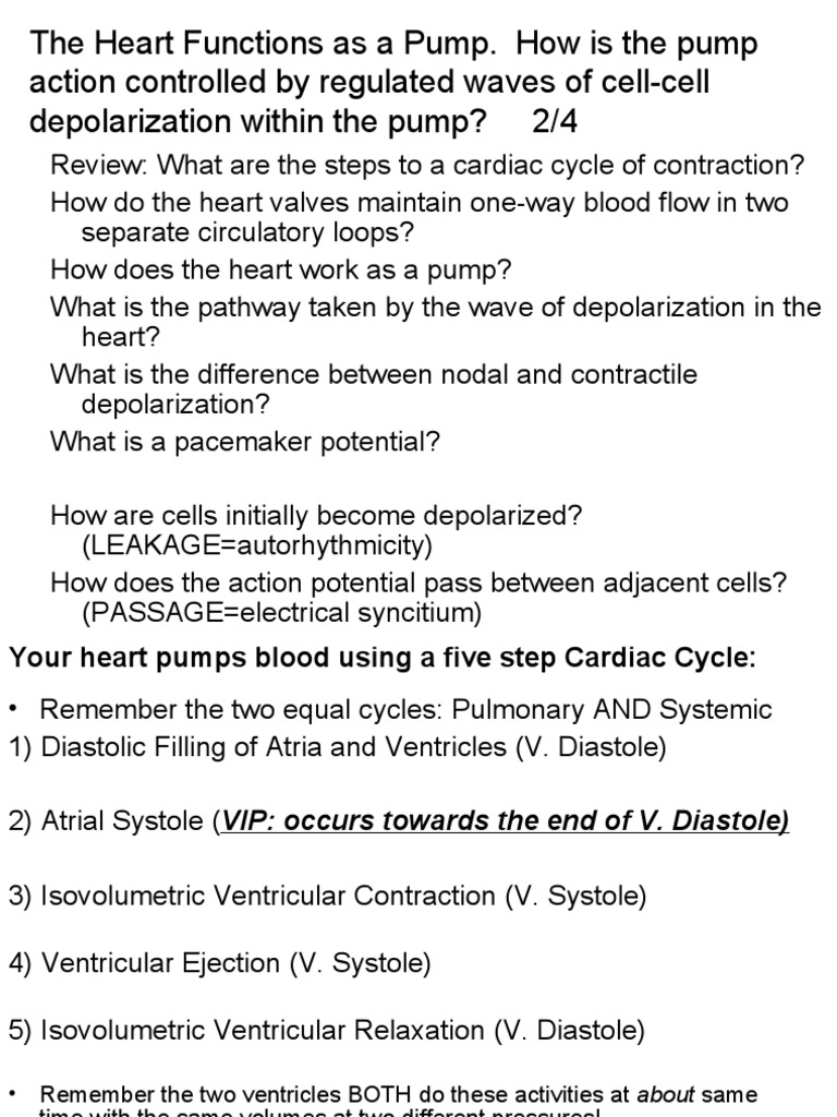 The Heart Functions As A Pump. How Is The Pump Action Controlled by ...