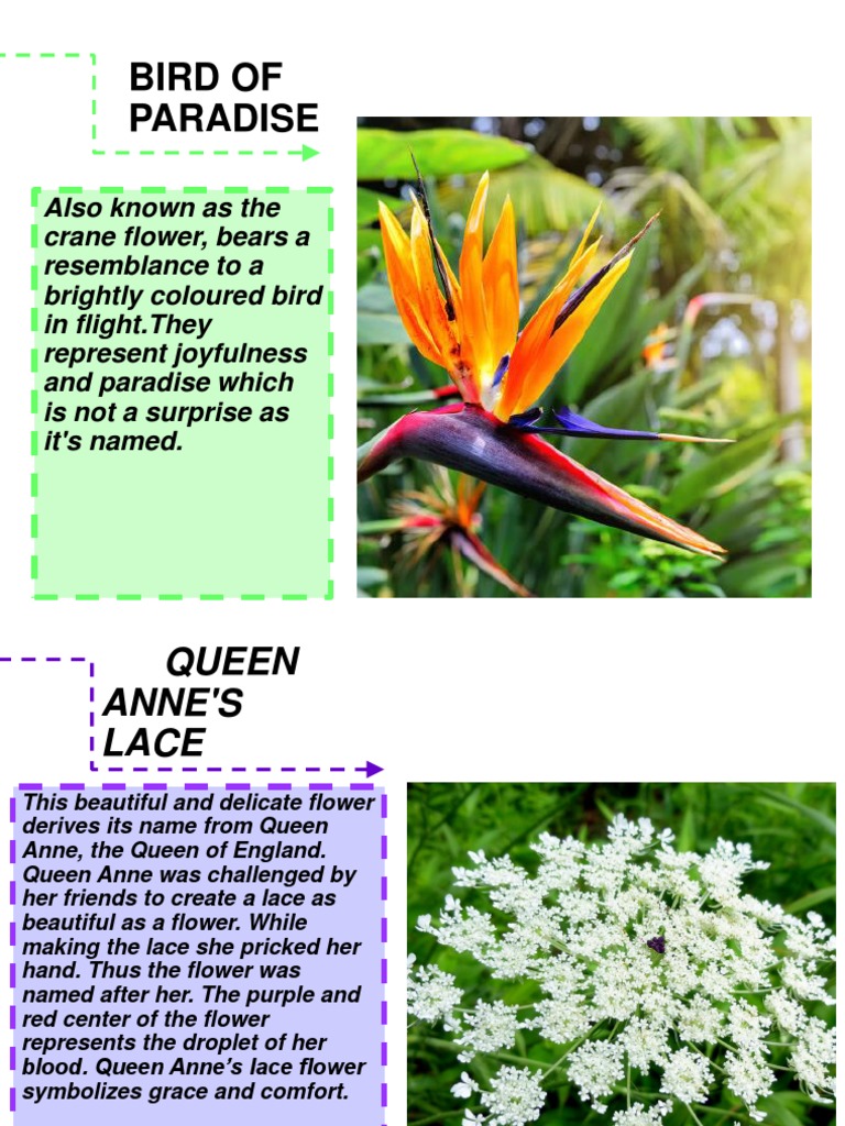 Language of Flower | PDF