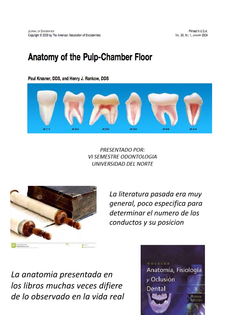 Anatomia Del Piso de La Camara Pulpar | PDF | Diente | Naturaleza