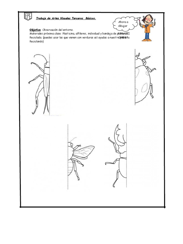 Insectos Simétricos para Niños | PDF