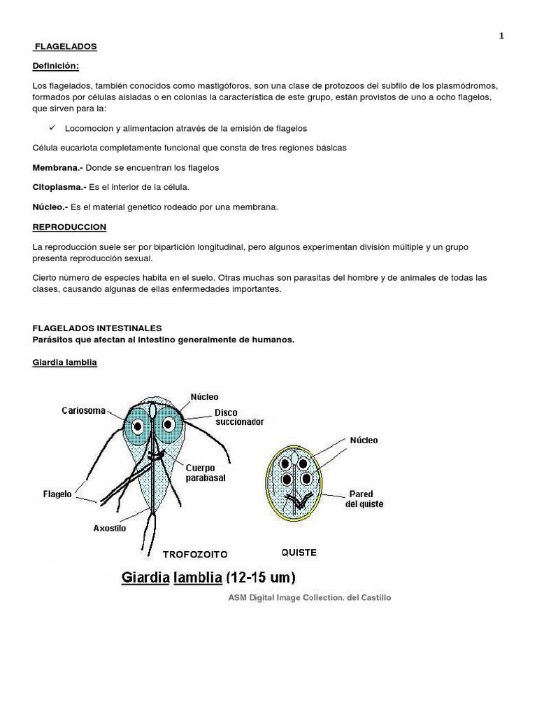FLAGELADOS | Especialidades Medicas | Ciencias de la tierra y de la vida