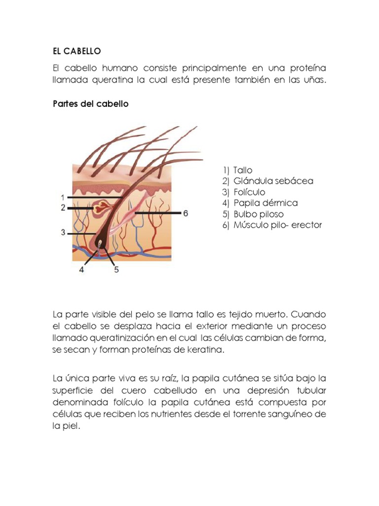 Estructura y partes del cabello humano | PDF | Ciencia y matemáticas