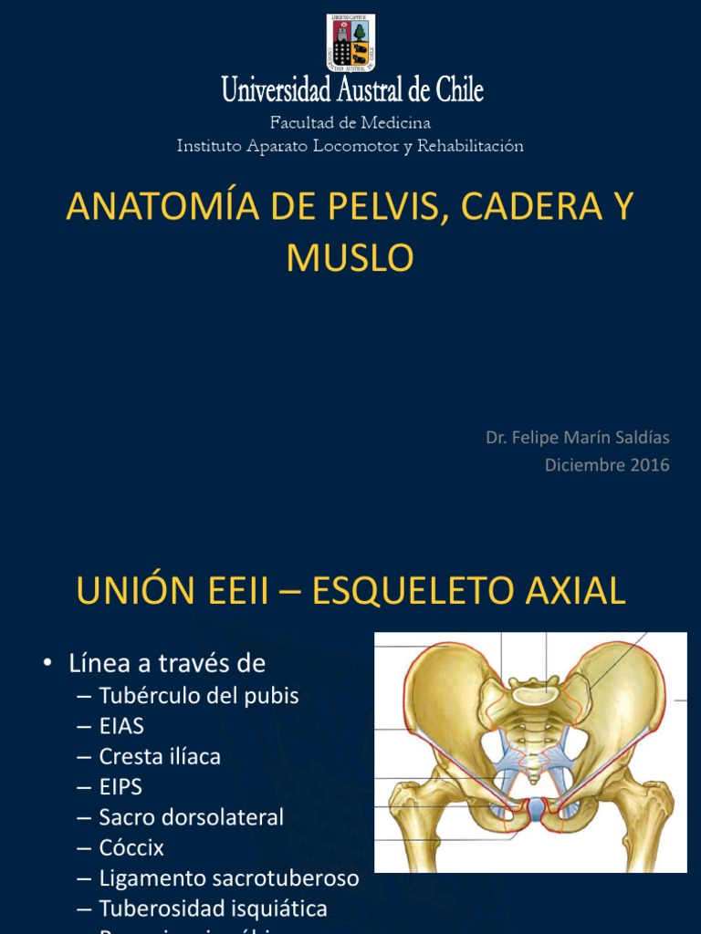 Anatomía de Cadera y Pelvis Femenina | PDF | Pelvis | Cadera