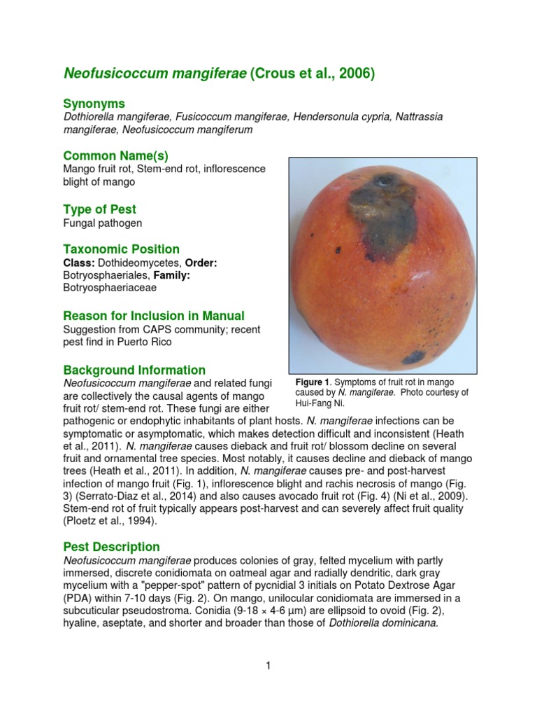 Neofusicoccum Mangiferae Datasheet | PDF | Fungus | Infection