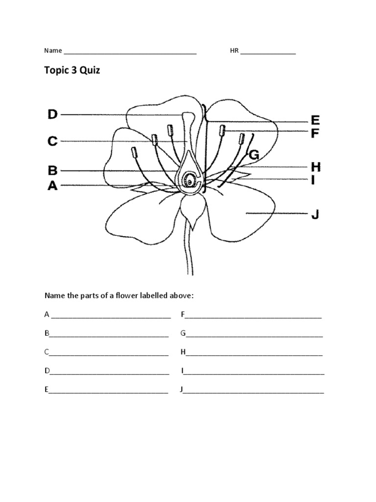 Topic 3 Quiz | Download Free PDF | Flowers | Pollination