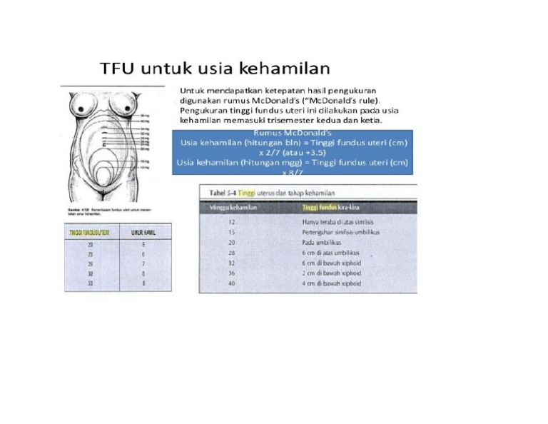 Tinggi Fundus Uteri | PDF