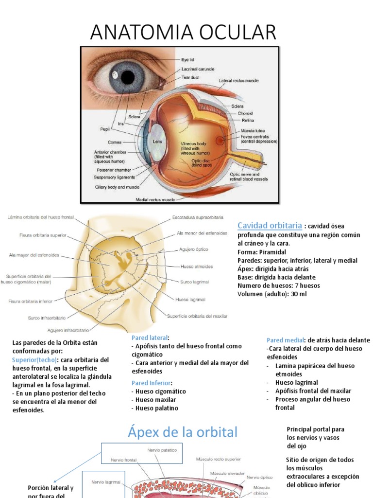 Anatomia Del Ojo Dr. Pomatanta | PDF | Anatomía humana | Ojo