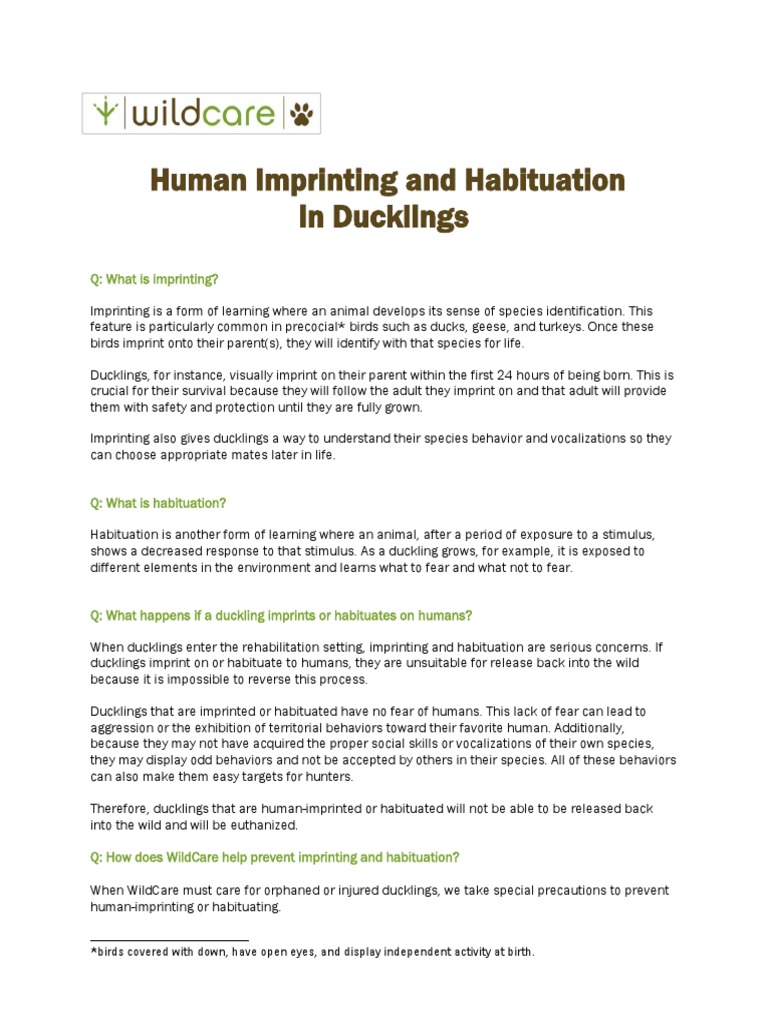 Human Imprinting in Ducklings | PDF | Duck | Learning