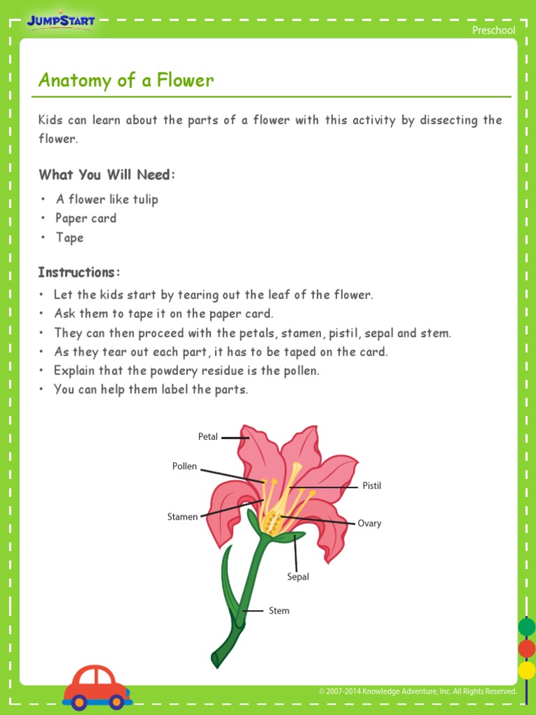 Anatomy of A Flower | PDF