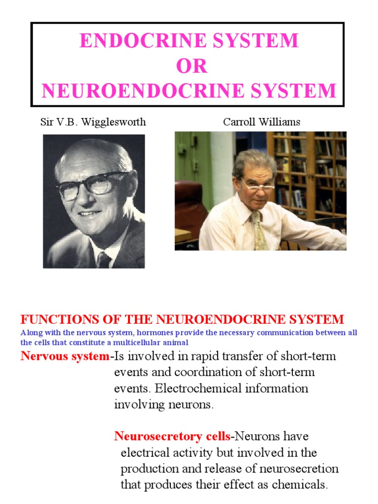 Endocrine System or Neuroendocrine System | Download Free PDF ...