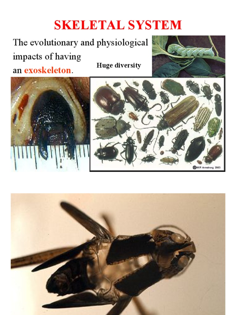 Skeletal System | PDF | Skeleton | Insects