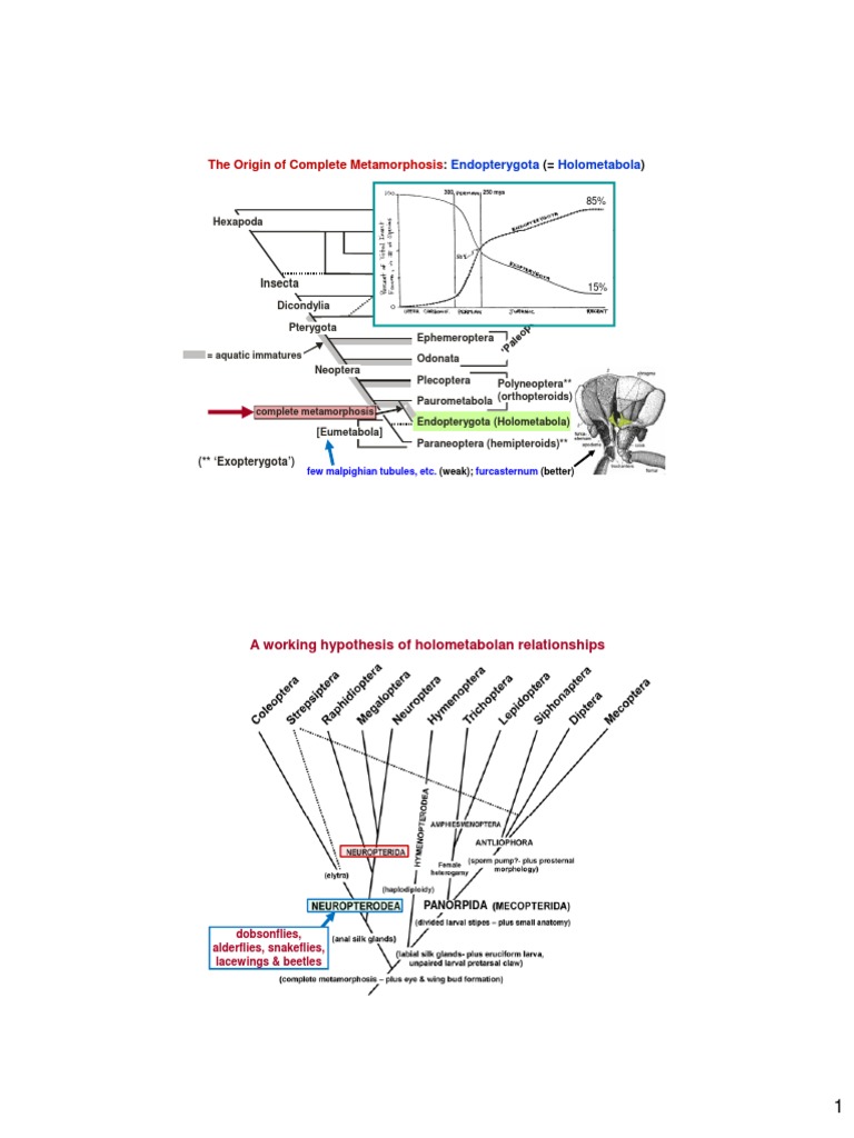 The Origin of Complete Metamorphosis: Endopterygota Holometabola | PDF ...