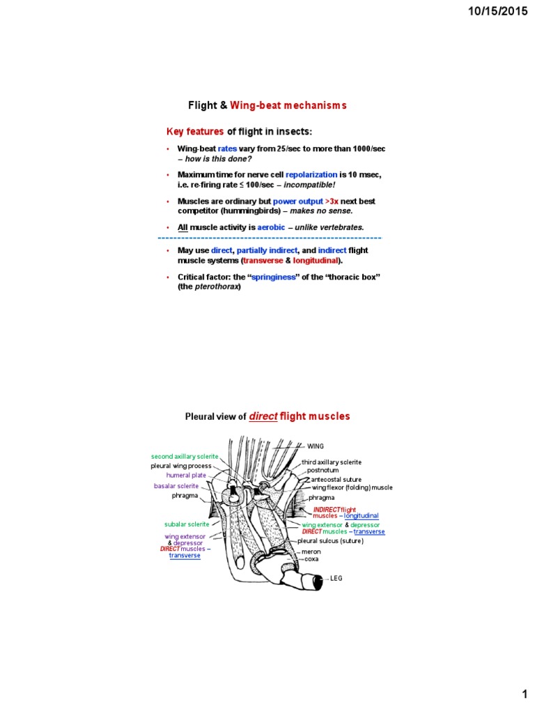Flight &: Wing-Beat Mechanisms | PDF | Abdomen | Insects