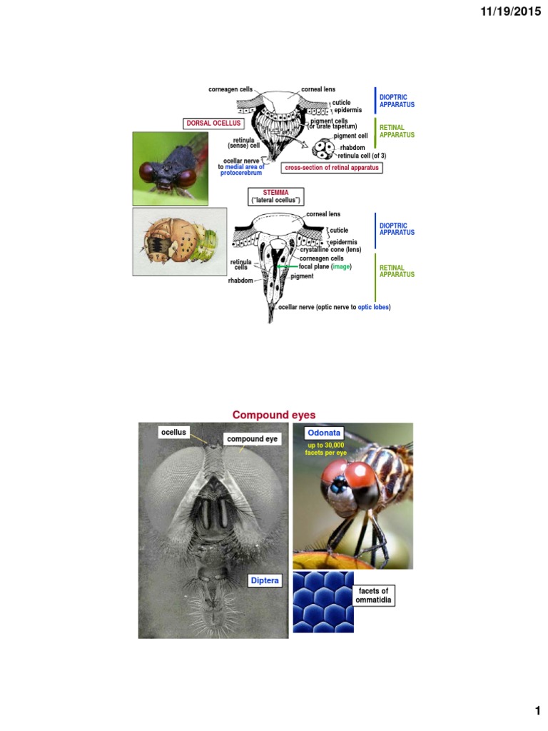 Compound Eyes: Dorsal Ocellus | PDF | Sperm | Retina