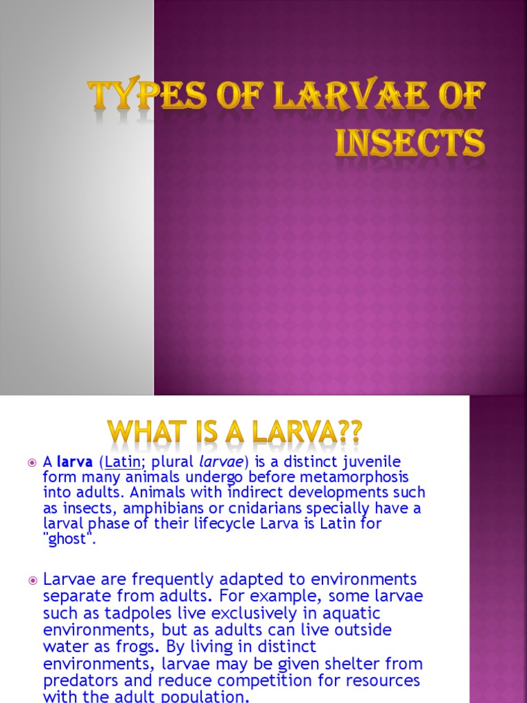 Types of Larva | Download Free PDF | Beetle | Lepidoptera