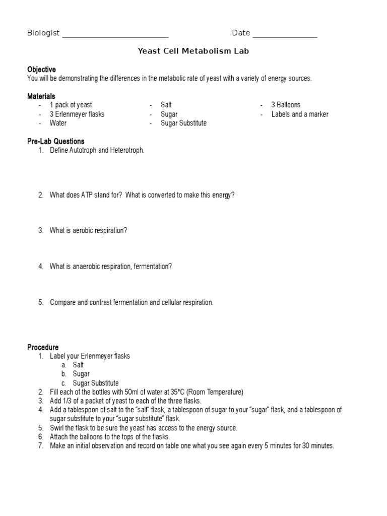 Yeast Cell Metabolism Lab | PDF | Yeast | Cellular Respiration