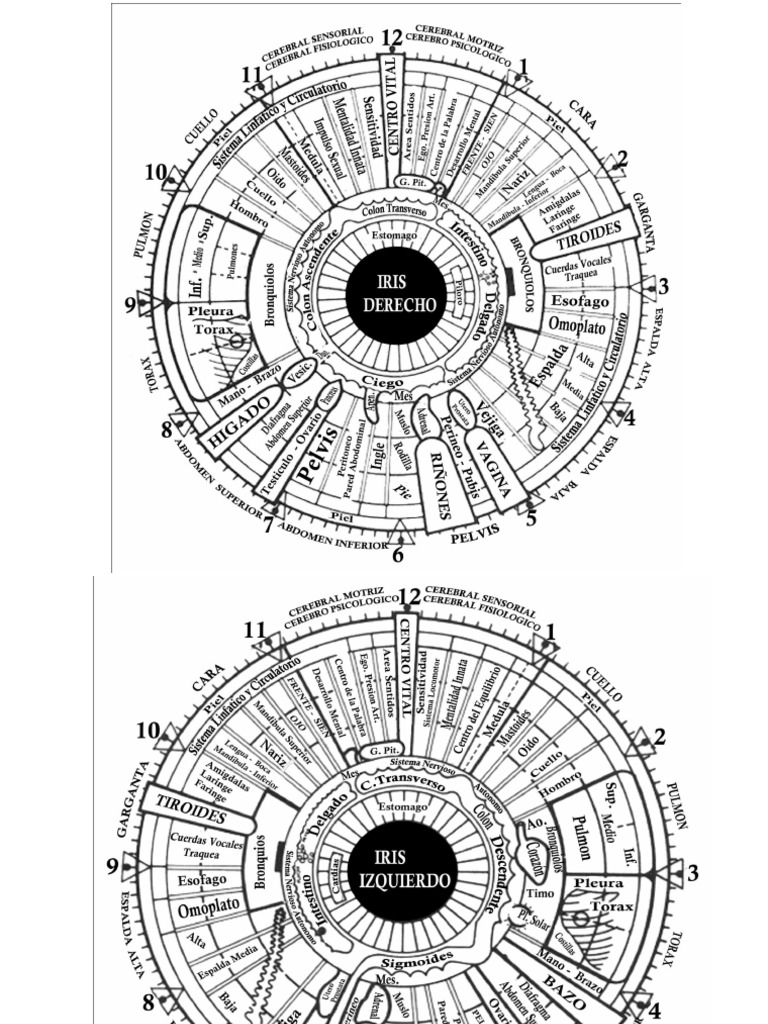 Diapositiva de Mapas de Iridologia | PDF