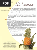 Guide de culture du macabo au Cameroun | PDF | Fertilisant | Maïs