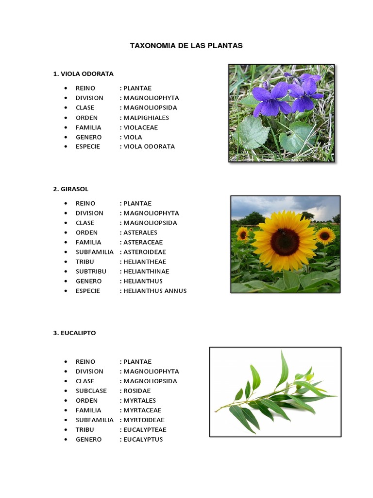 Taxonomia de Las Plantas | Organismos | Plantas Taxonomia de Las Plantas | Organismos | Plantas
