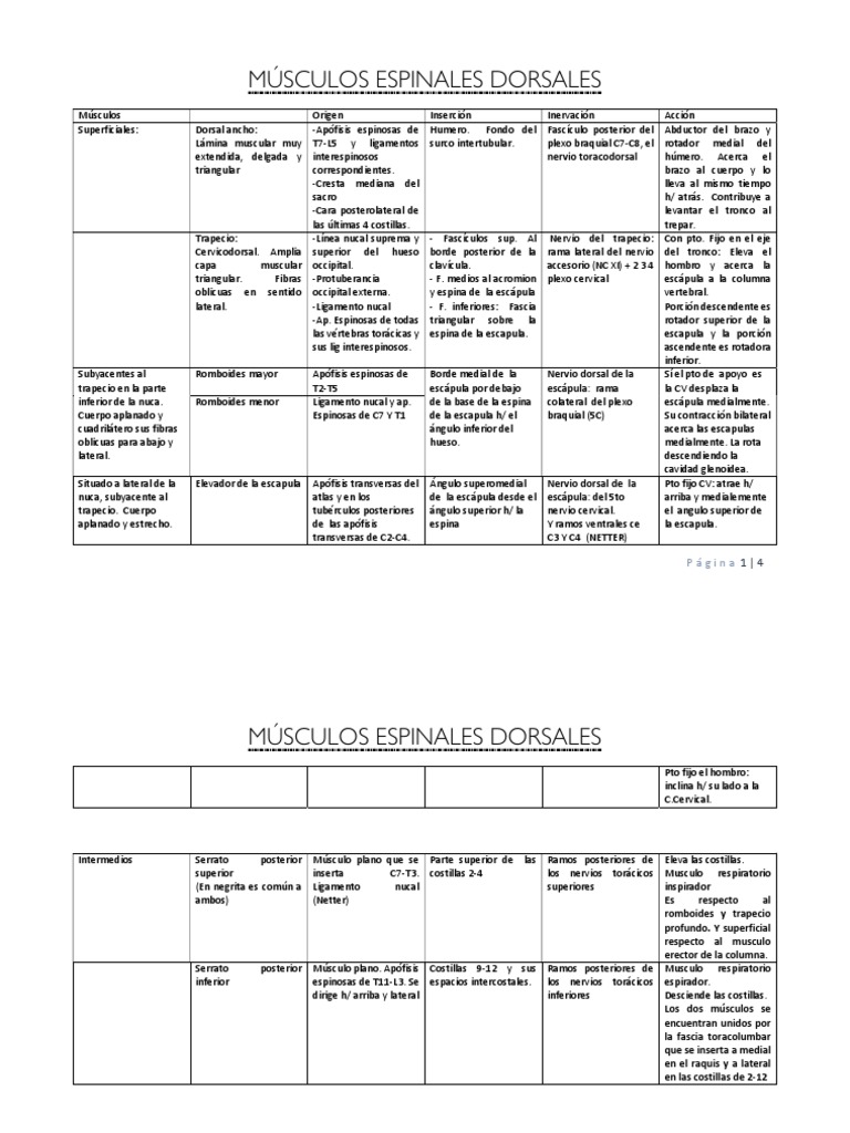 Musculos Espinales Dorsales Imprimir | PDF | Tórax | Sistema esquelético