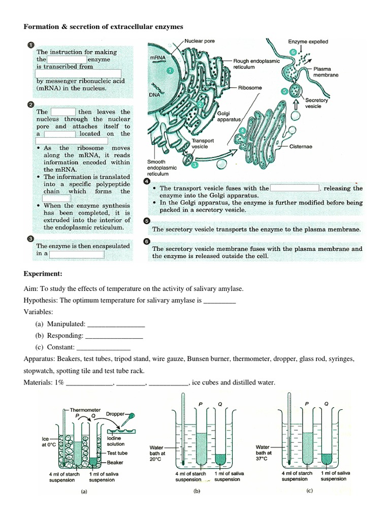 Formation & Secretion of Extracellular Enzymes: Experiment | PDF