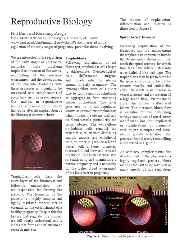 Reproductive Biology: Phil Dash and Rosemary Keogh | PDF | Implantation ...