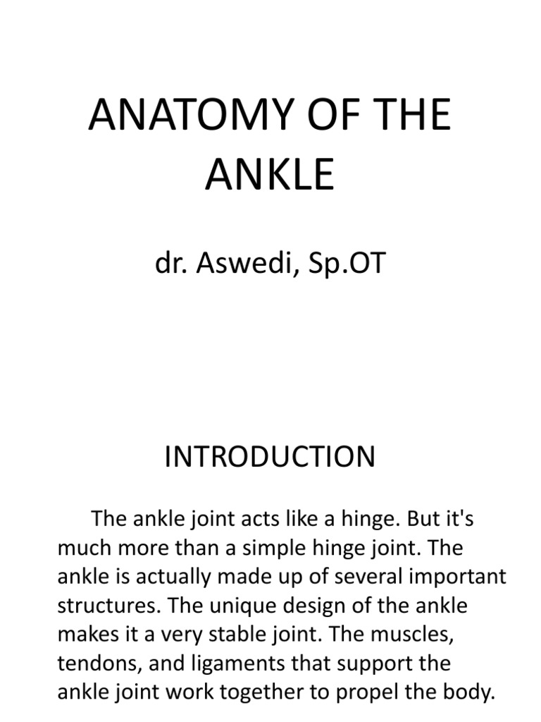 Anatomy of The Ankle | PDF | Ankle | Foot