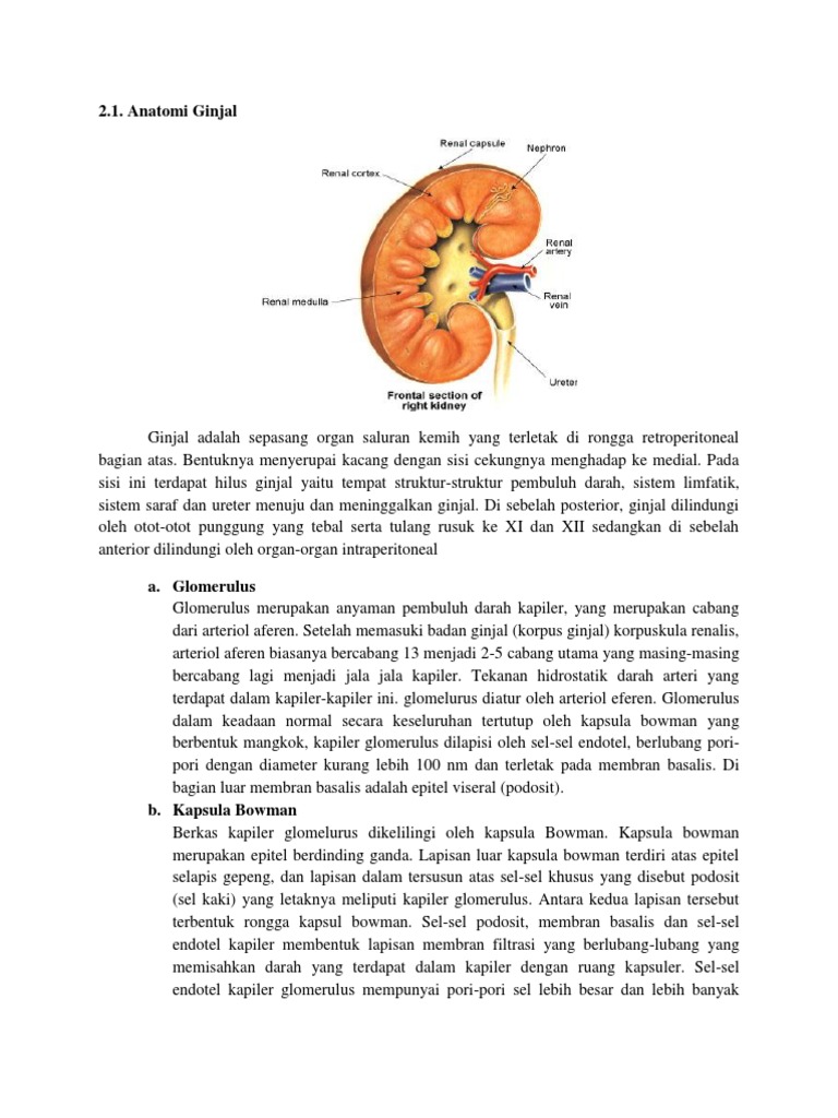 Anatomi Ginjal | PDF | Ilmu Sosial