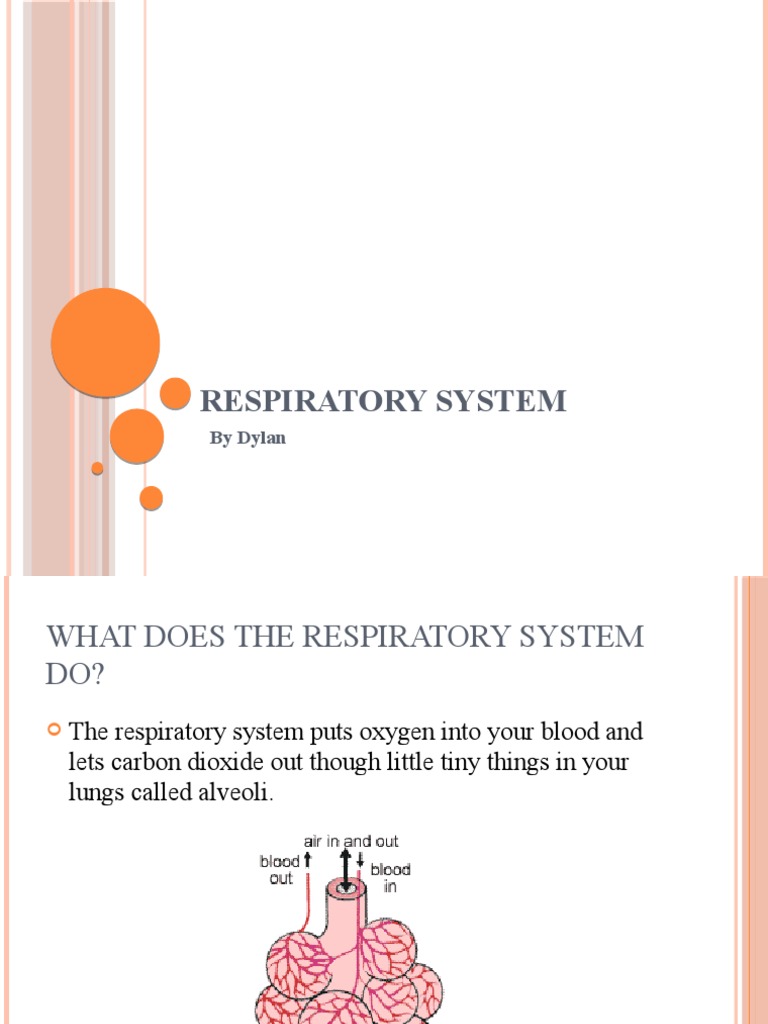 Understanding the Respiratory System | PDF
