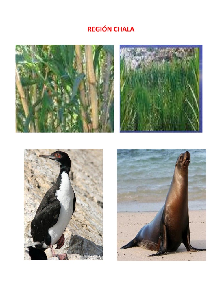 Región Chala | PDF
