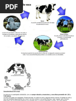 Cuento de La Granja | PDF | Vacas