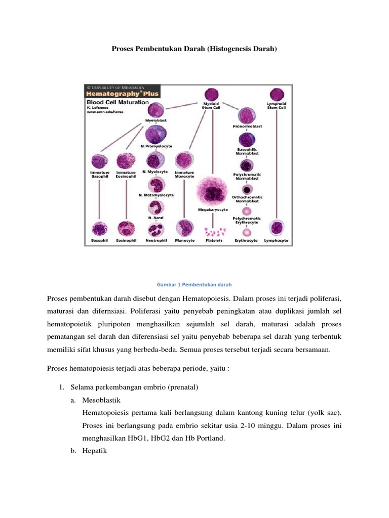 Proses Pembentukan Darah | PDF