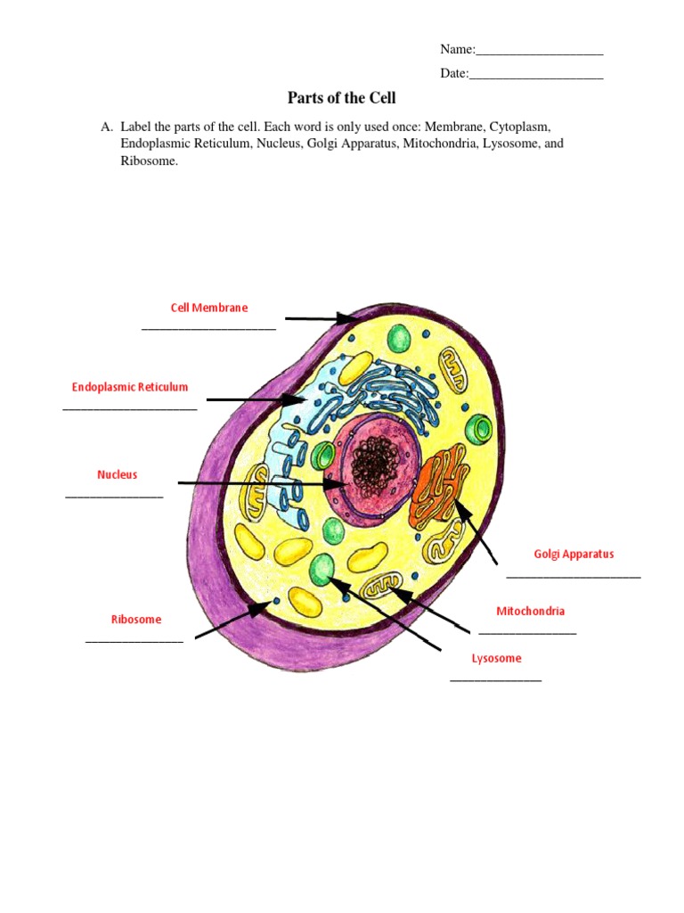 parts of the cell | Cytoplasm | Cell (Biology)